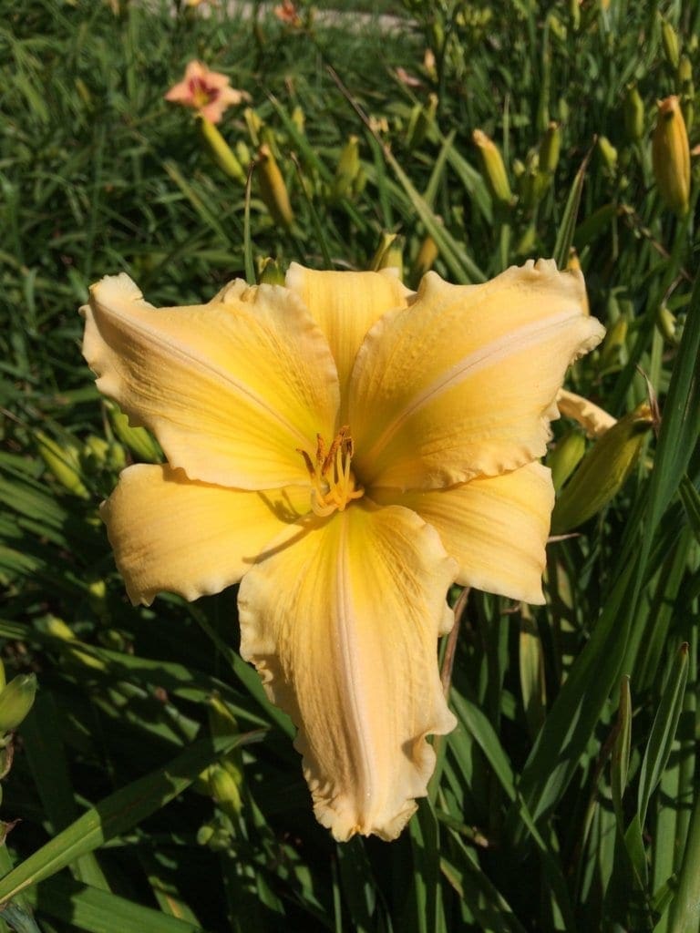 H104 - CLARENCE SIMON | Château de Vullierens